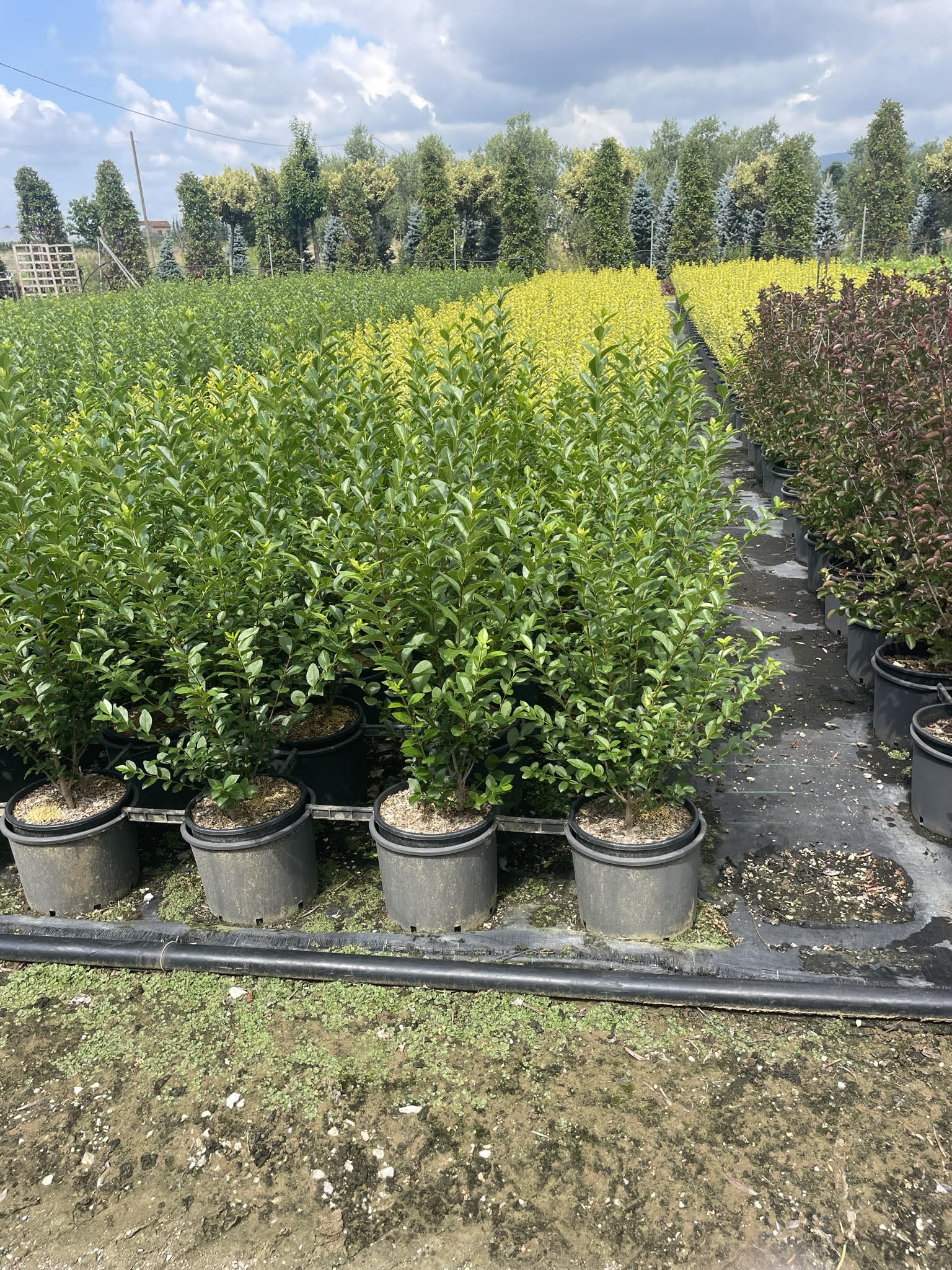 Shop Ligustrum Trees | Premium Quality from H&C's Trees - H&C's Trees