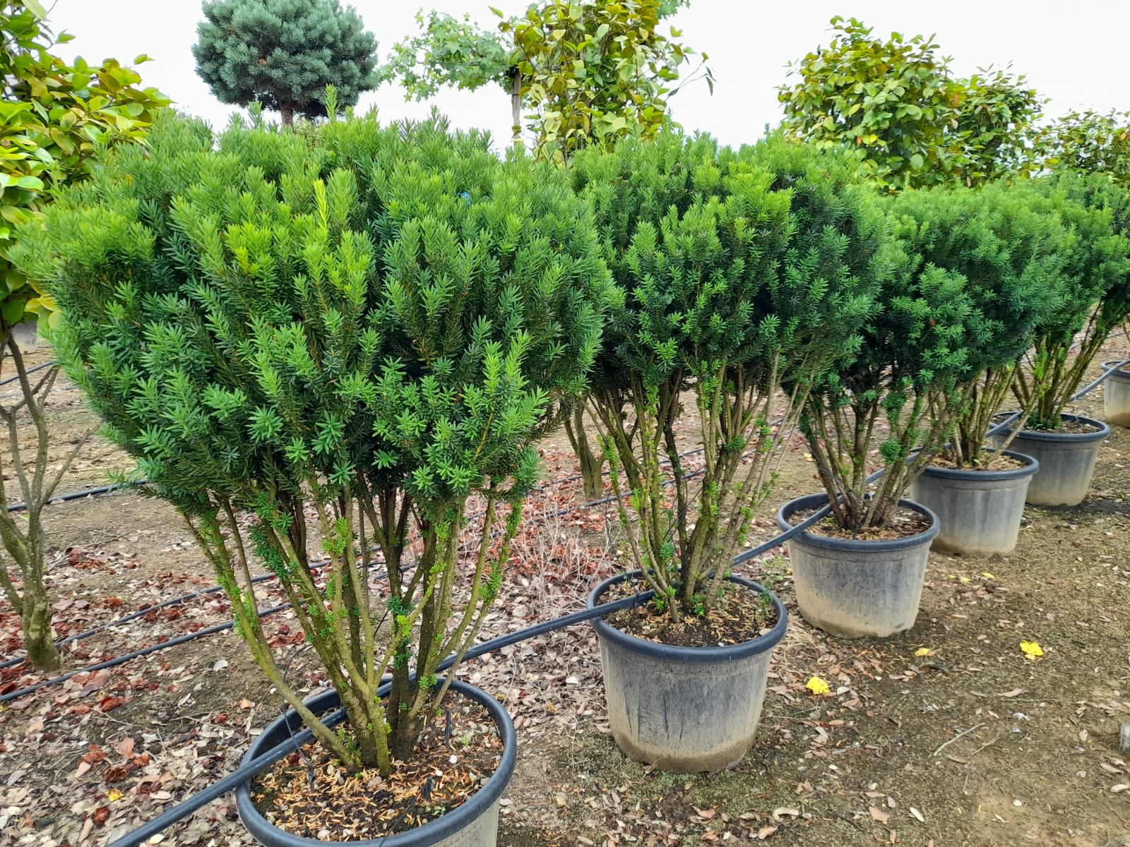 Taxus x Media – H&C's Trees