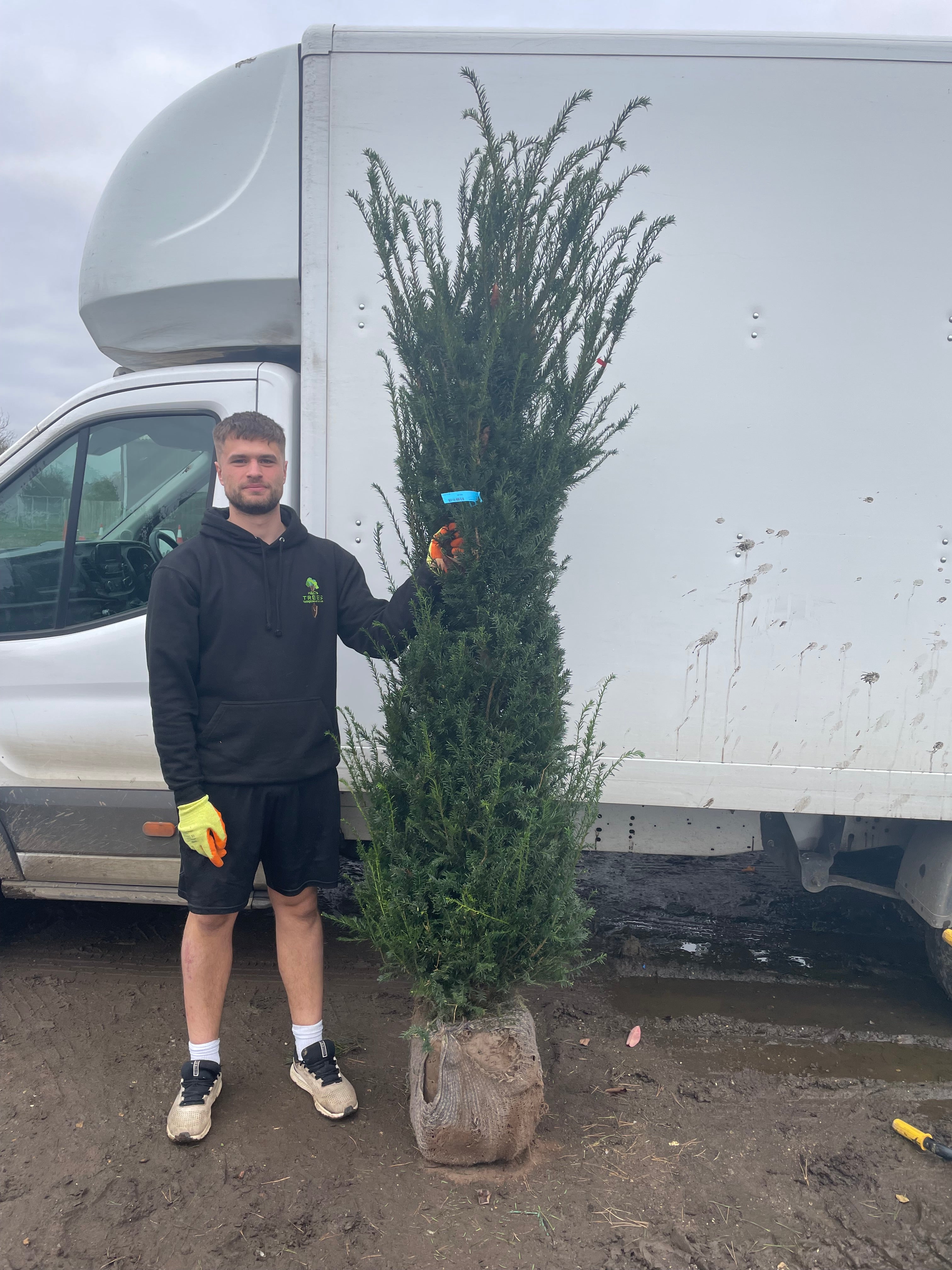 Rootball Hedging - H&C's Trees