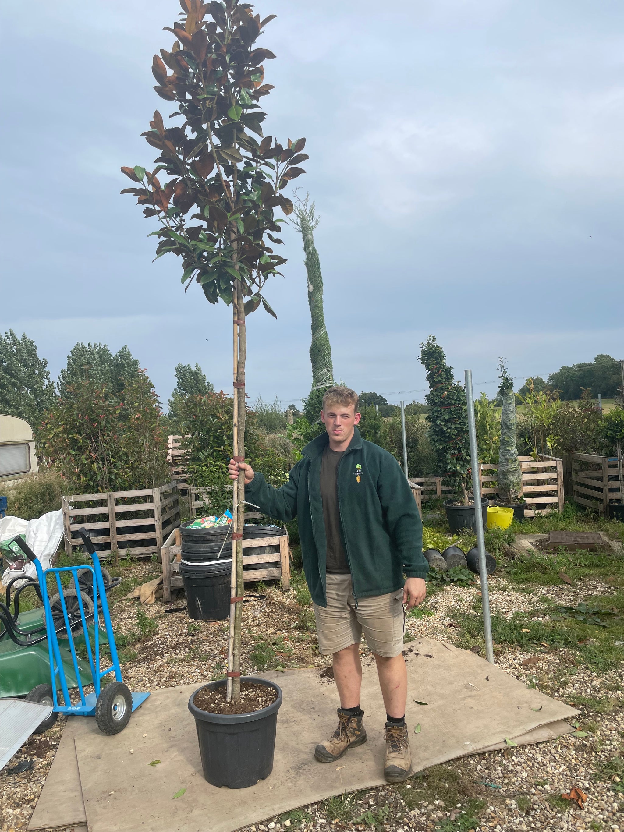 Magnolia Grandiflora - Standard Trees (180-190cm clear stem) - H&C's Trees