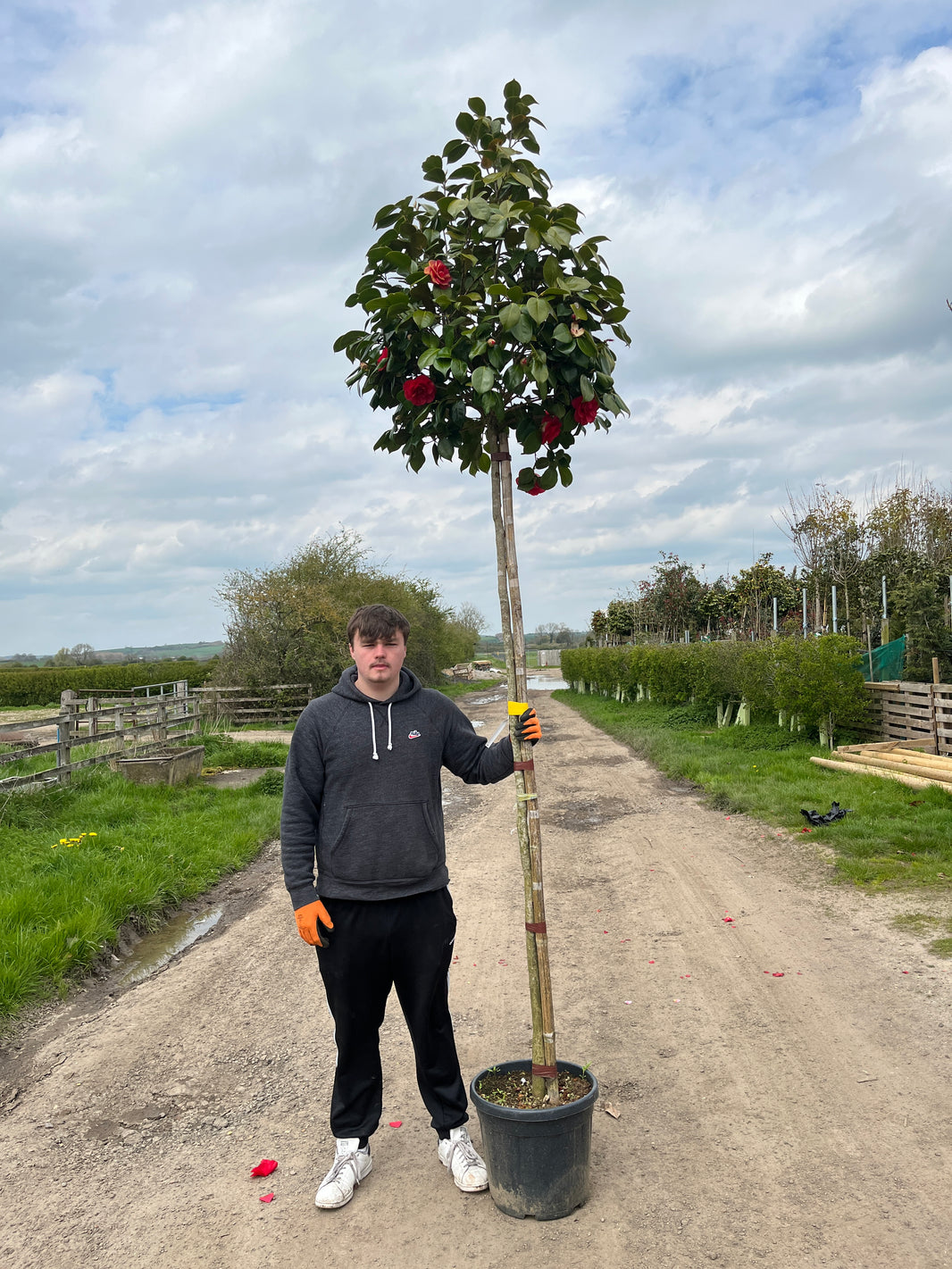 Full Standard Trees | Mature Trees For Sale - Buy Online - H&C's Trees