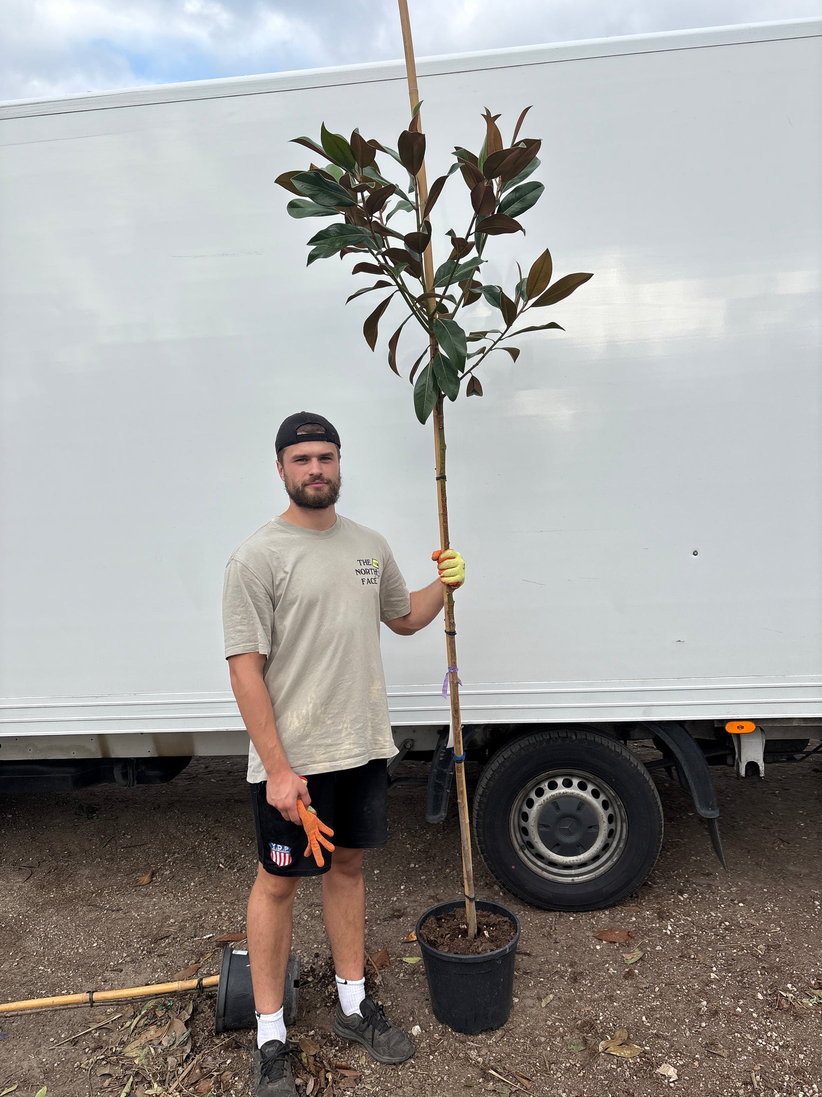 Magnolia Grandiflora - 3/4 Standard Trees (150-160cm clear stem) - H&C ...