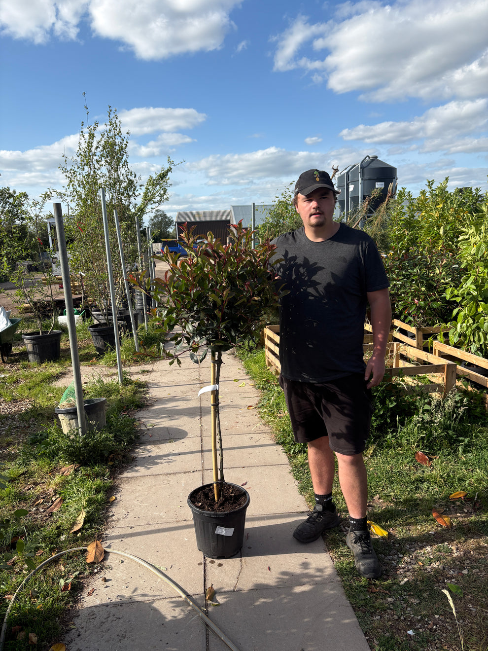Red Robin - 1/2 Standard Trees (90-110cm clear stem) - 4-6cm stem girth ...