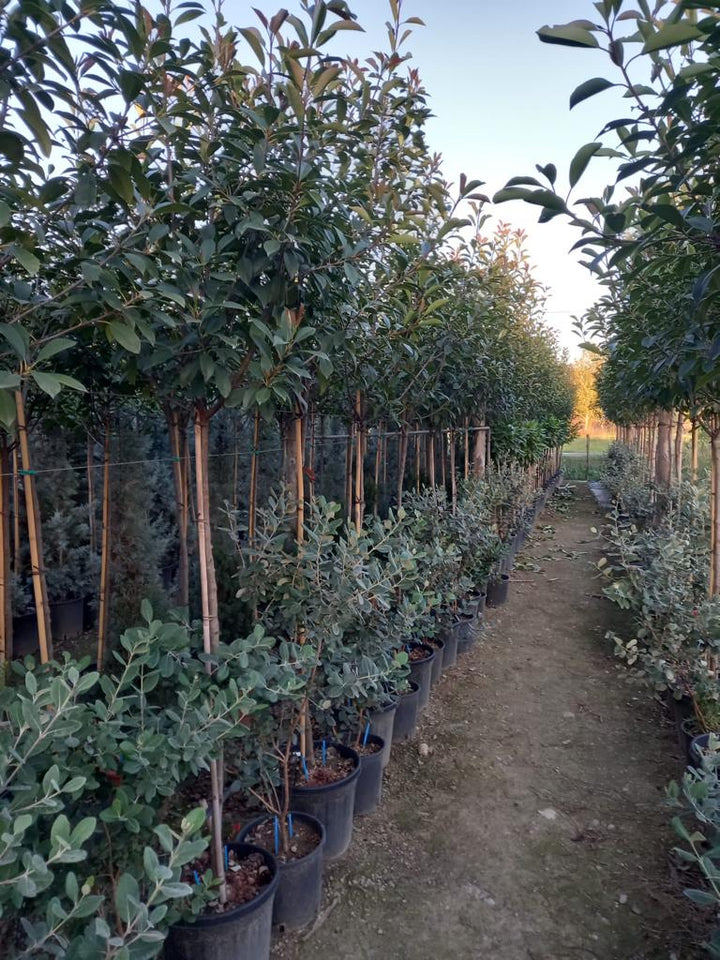 Evergreen Trees and Shrubs with UK-Wide Delivery & Advice - H&C's Trees