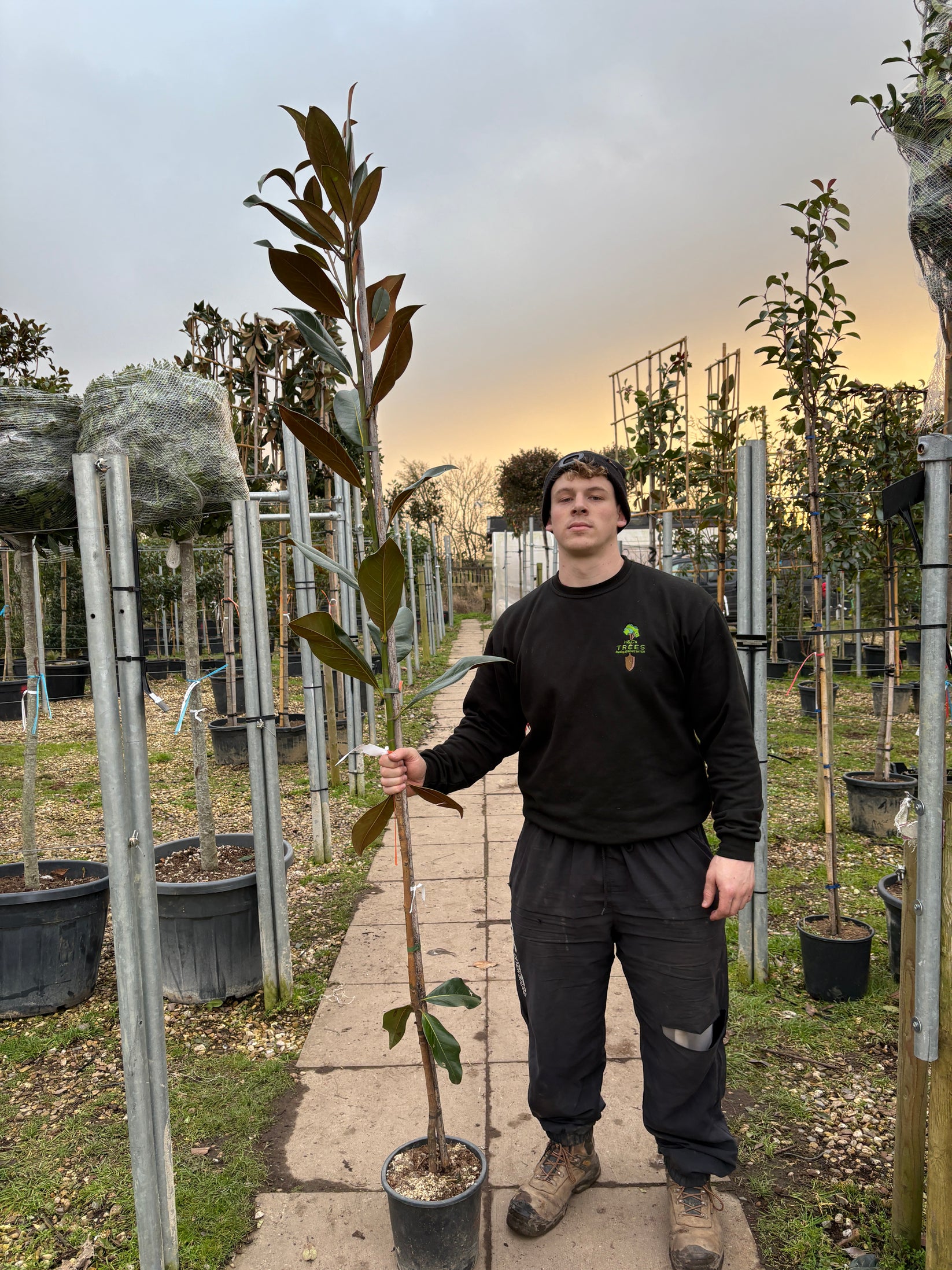 Magnolia Grandiflora - 3/4 Standard Trees (150-160cm clear stem) - H&C ...