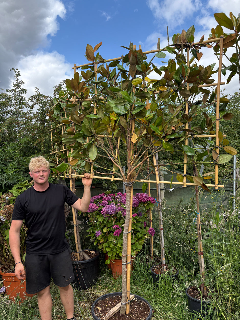Magnolia Trees | Buy Magnolias for Your Garden at H&C's - H&C's Trees