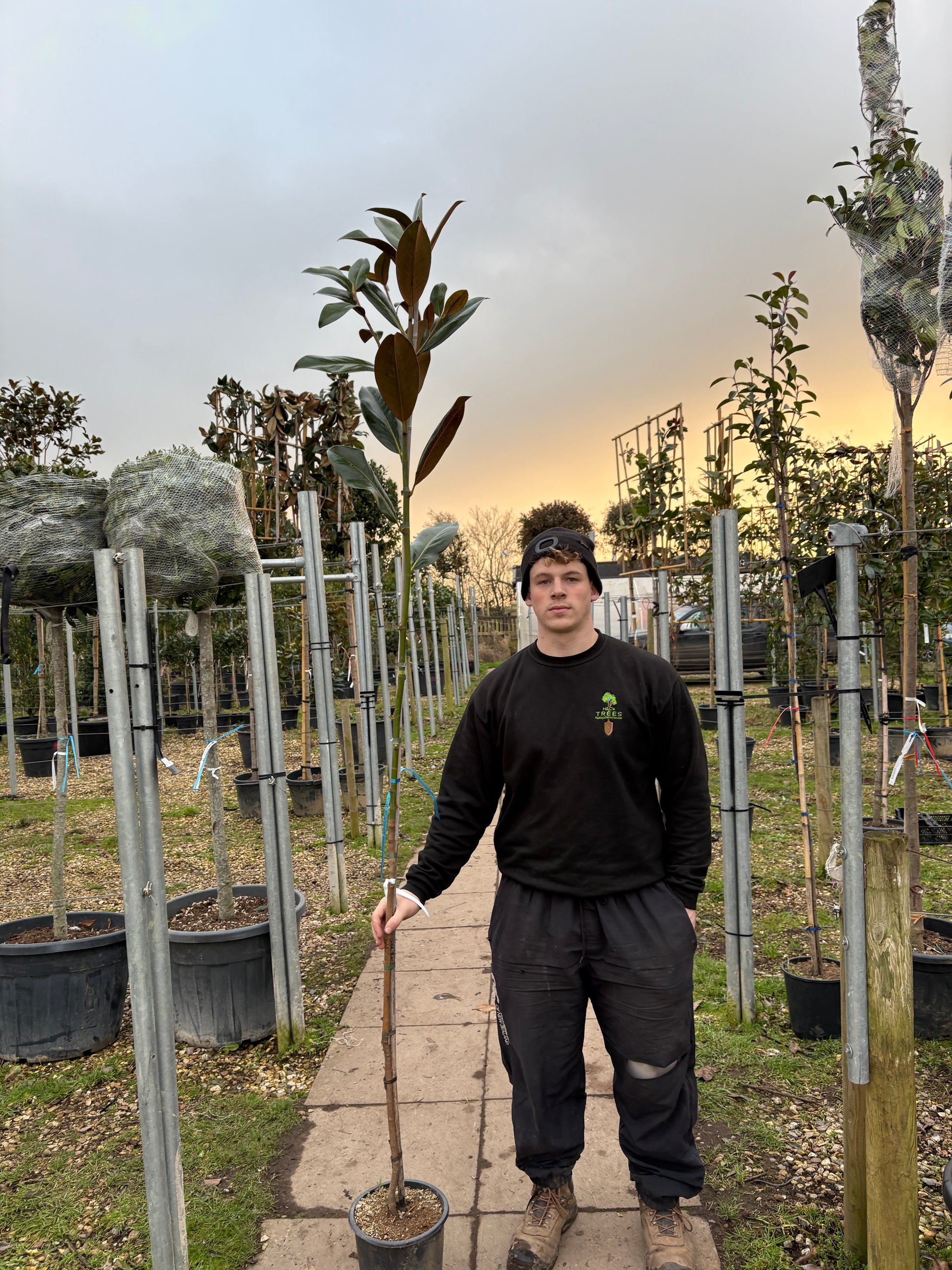 Magnolia Grandiflora - Standard Trees (180-190cm clear stem) - H&C's Trees