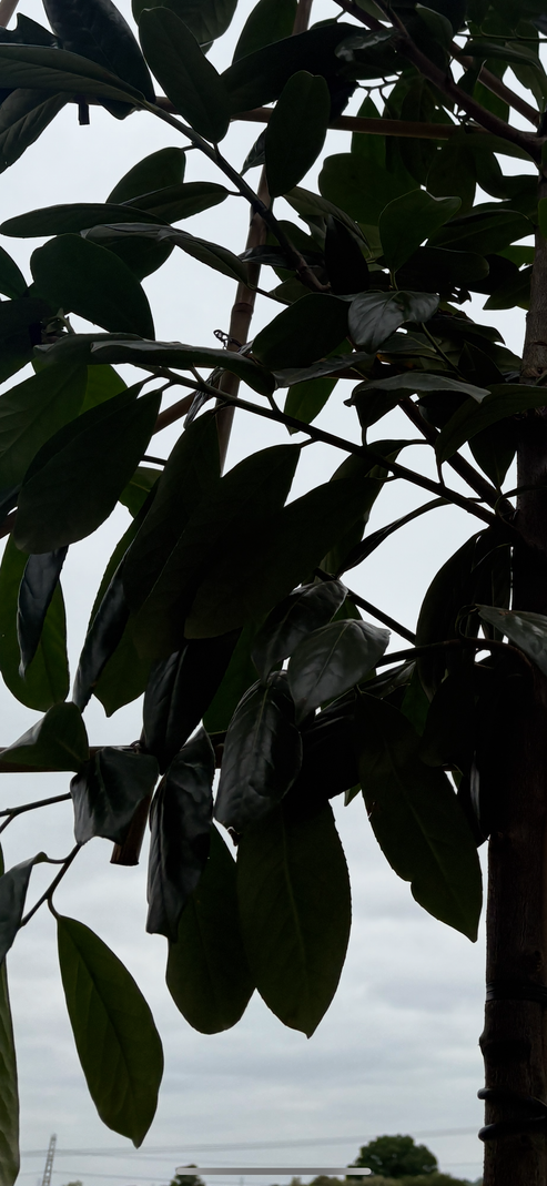 Prunus laurocerasus 'Rotundifolia' (English Cherry Laurel) - full stan ...
