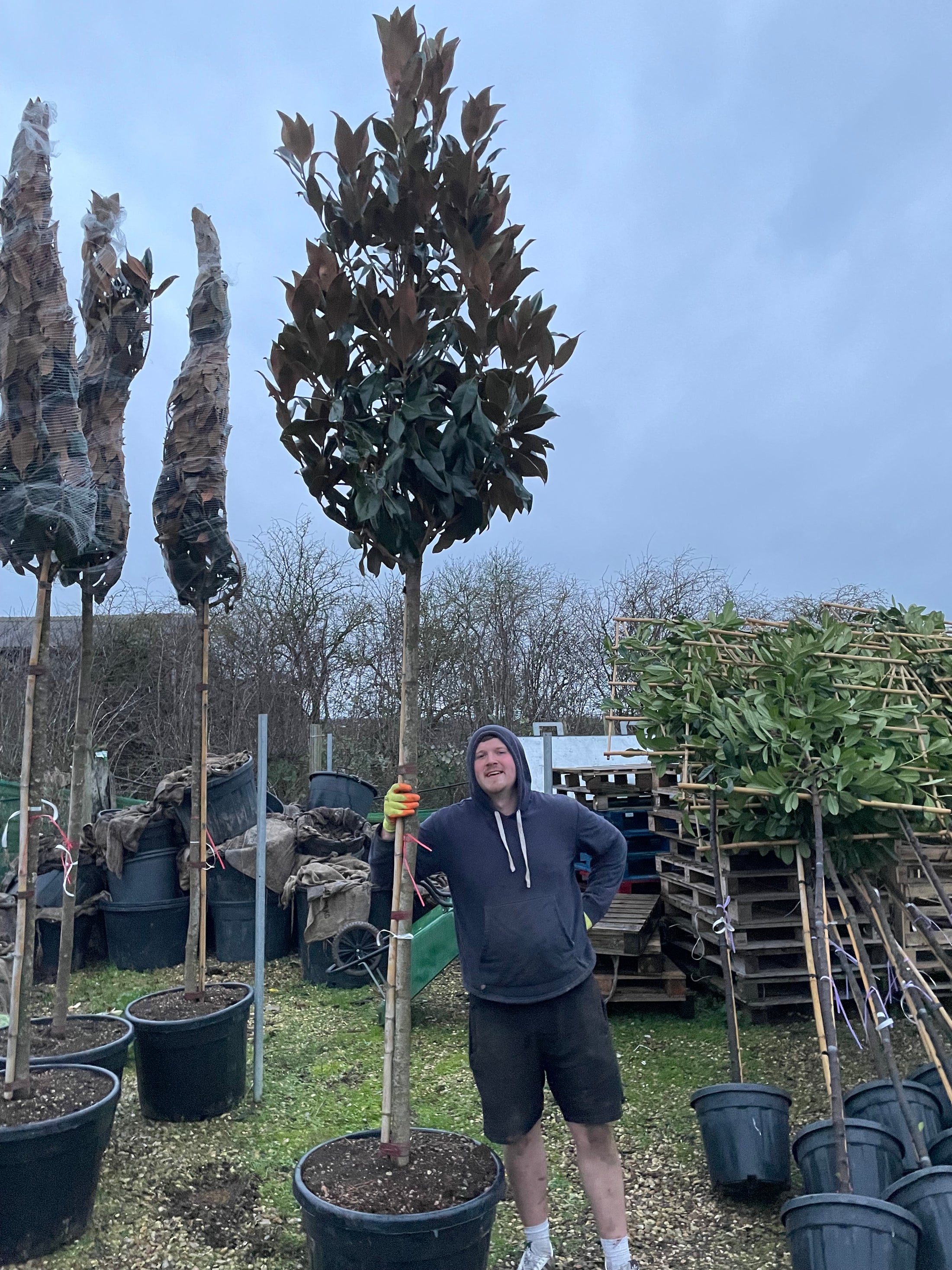 Magnolia Grandiflora - Standard Trees (180-190cm clear stem) - H&C's Trees