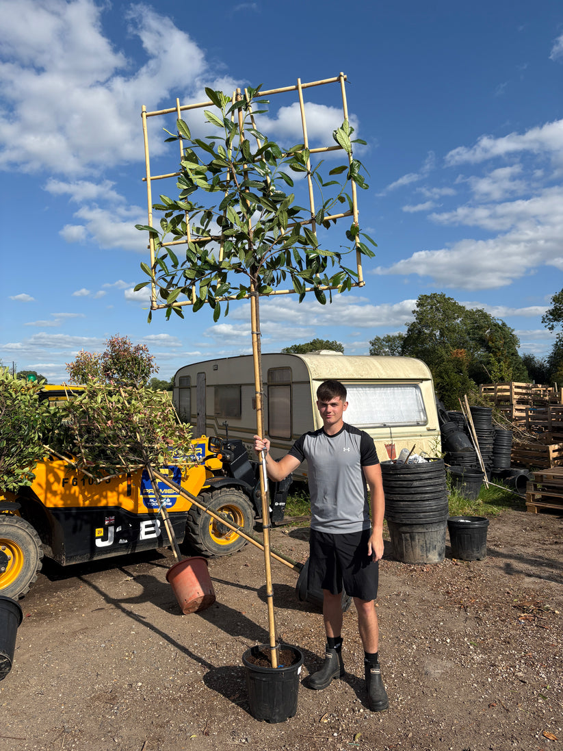 Pleached Prunus laurocerasus 'Rotundifolia' (English Cherry Laurel ...