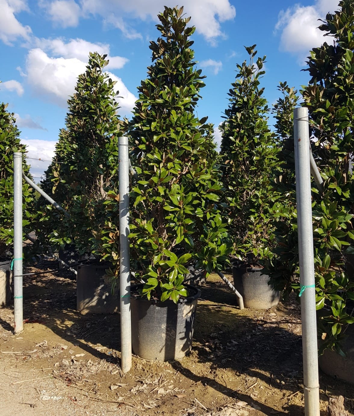Magnolia Grandiflora - Cones/bushes - H&C's Trees