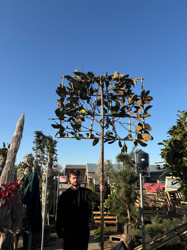 Pleached magnolia - Magnolia grandiflora - 180-190cm clear stem - H&C's ...