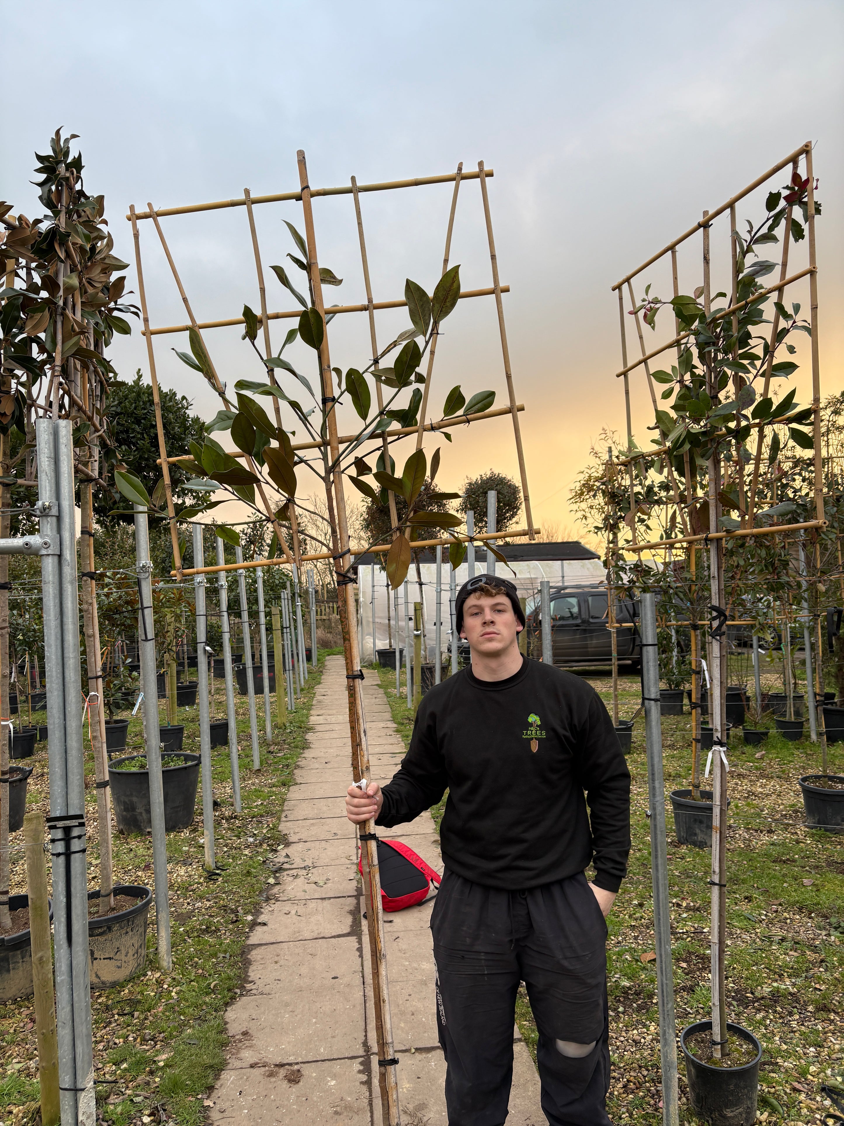 Pleached magnolia - Magnolia grandiflora - 180-190cm clear stem - H&C's ...