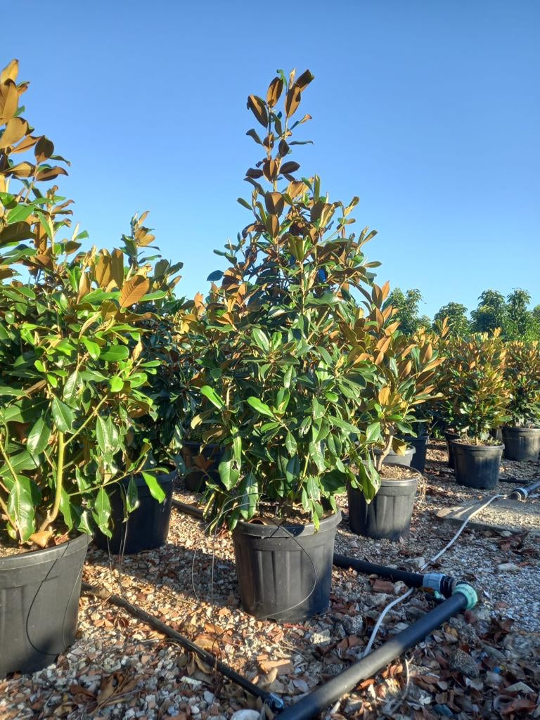 Magnolia Grandiflora - Cones/bushes - H&C's Trees