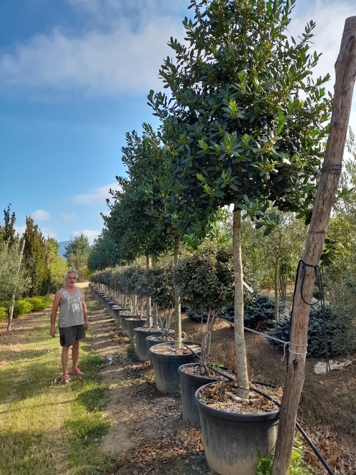 Ilex - Nellie R Stevens - Standard Tree (180-190cm clear stem) - H&C's ...