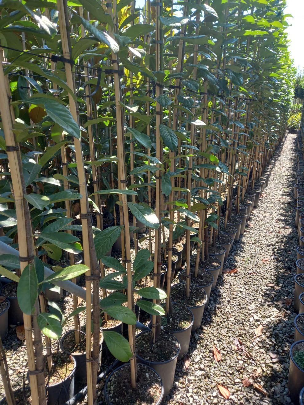 Magnolia Grandiflora - Standard Trees (180-200cm clear stem) - H&C's Trees