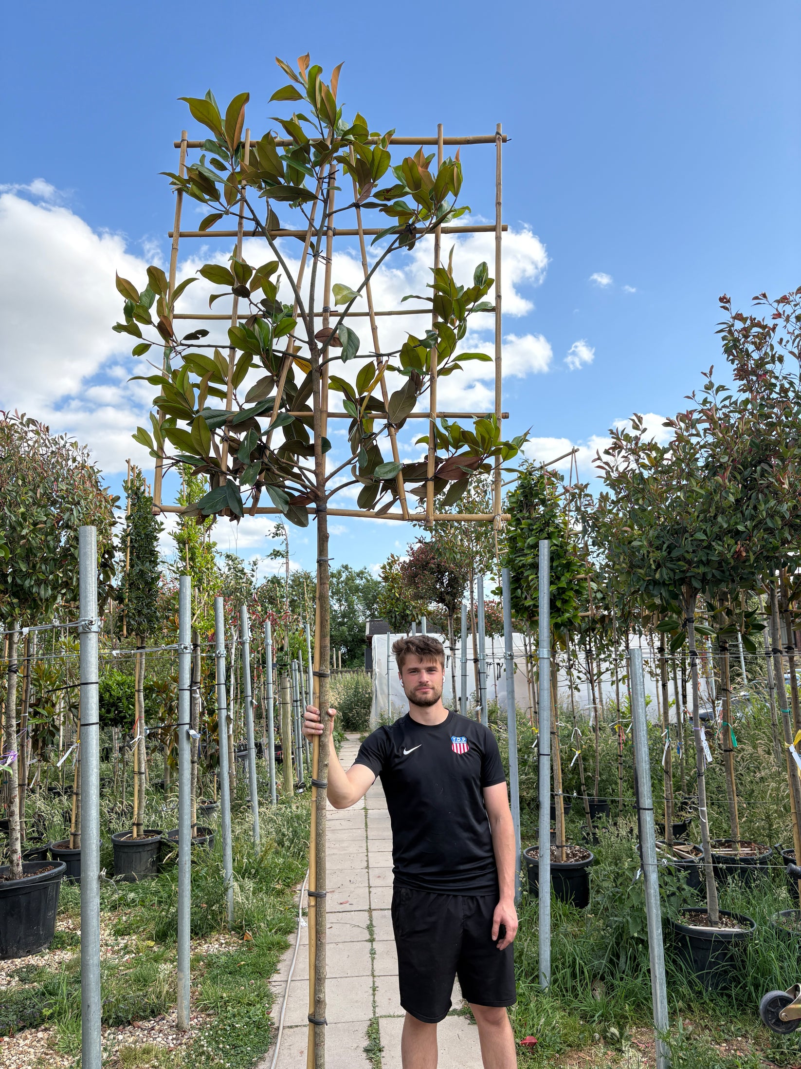 Pleached magnolia - Magnolia grandiflora - 180-190cm clear stem - H&C's ...