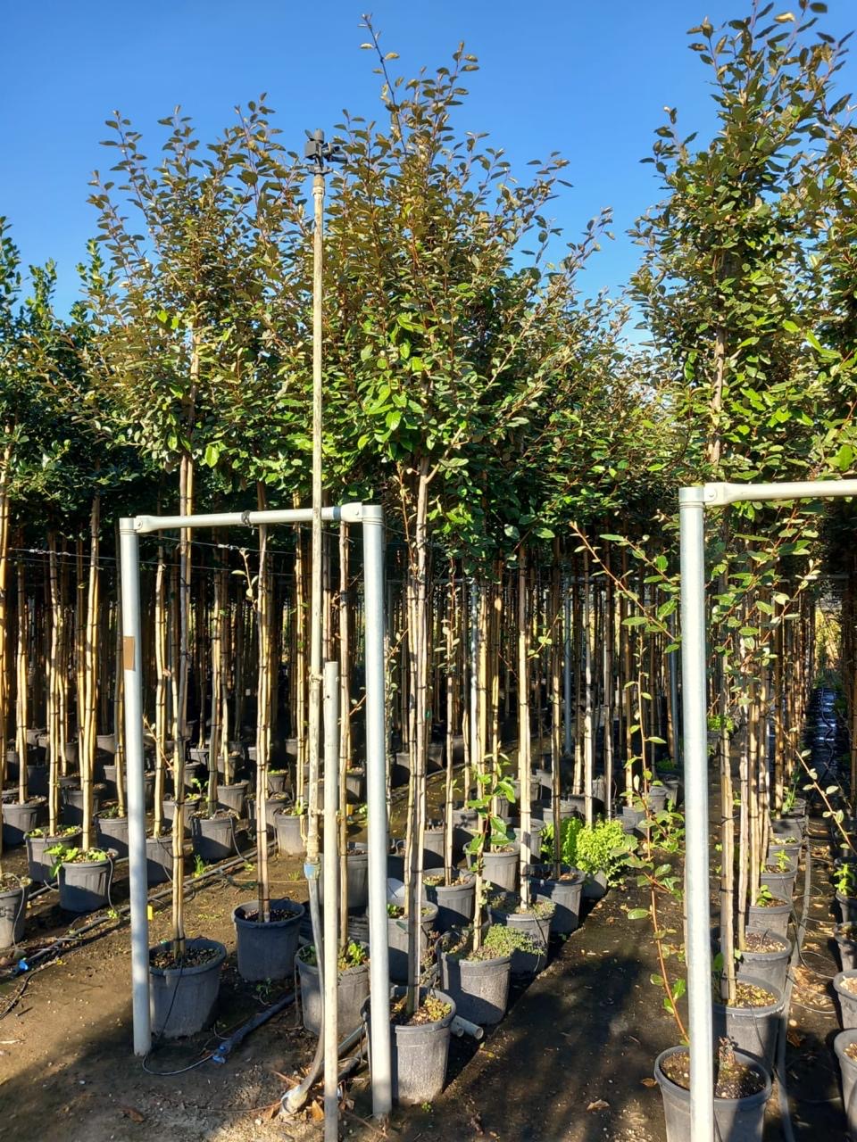 Full Standard Trees | Mature Trees For Sale - Buy Online - H&C's Trees