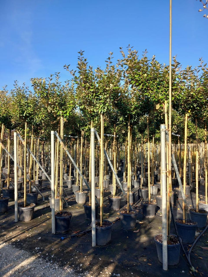 Full Standard Trees | Mature Trees For Sale - Buy Online - H&C's Trees