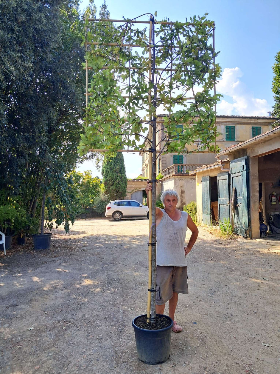 Pleached Trees | Pleached Tree Supplier | Buy Pleached Trees - H&C's Trees