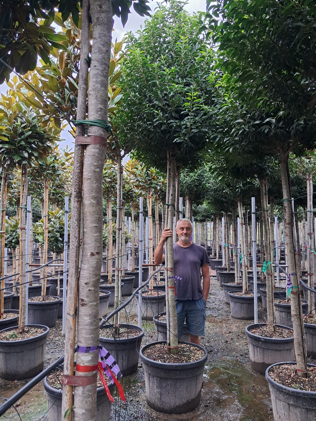 Portuguese laurel (Prunus Lusitanica) - Standard Trees (180-190cm clea ...