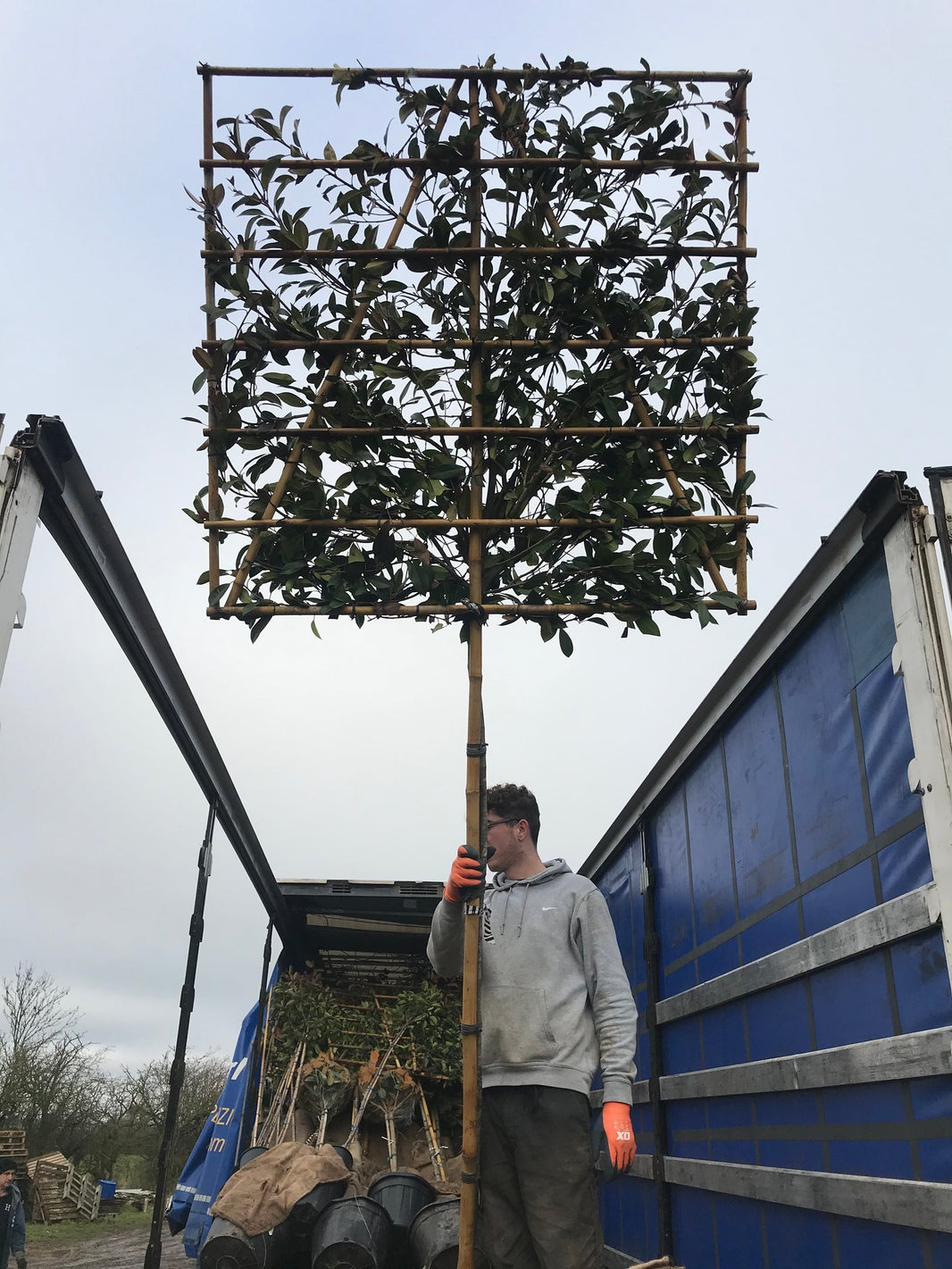 Evergreen Trees and Shrubs with UK-Wide Delivery & Advice - H&C's Trees