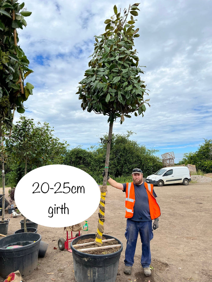 Magnolia Grandiflora - Standard Trees (180-190cm clear stem) - H&C's Trees