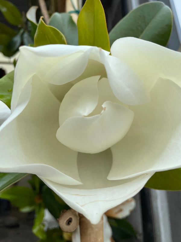 Pleached magnolia - Magnolia grandiflora - 180-190cm clear stem - H&C's ...