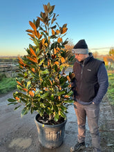 Magnolia Trees | Buy Magnolias for Your Garden at H&C's - H&C's Trees