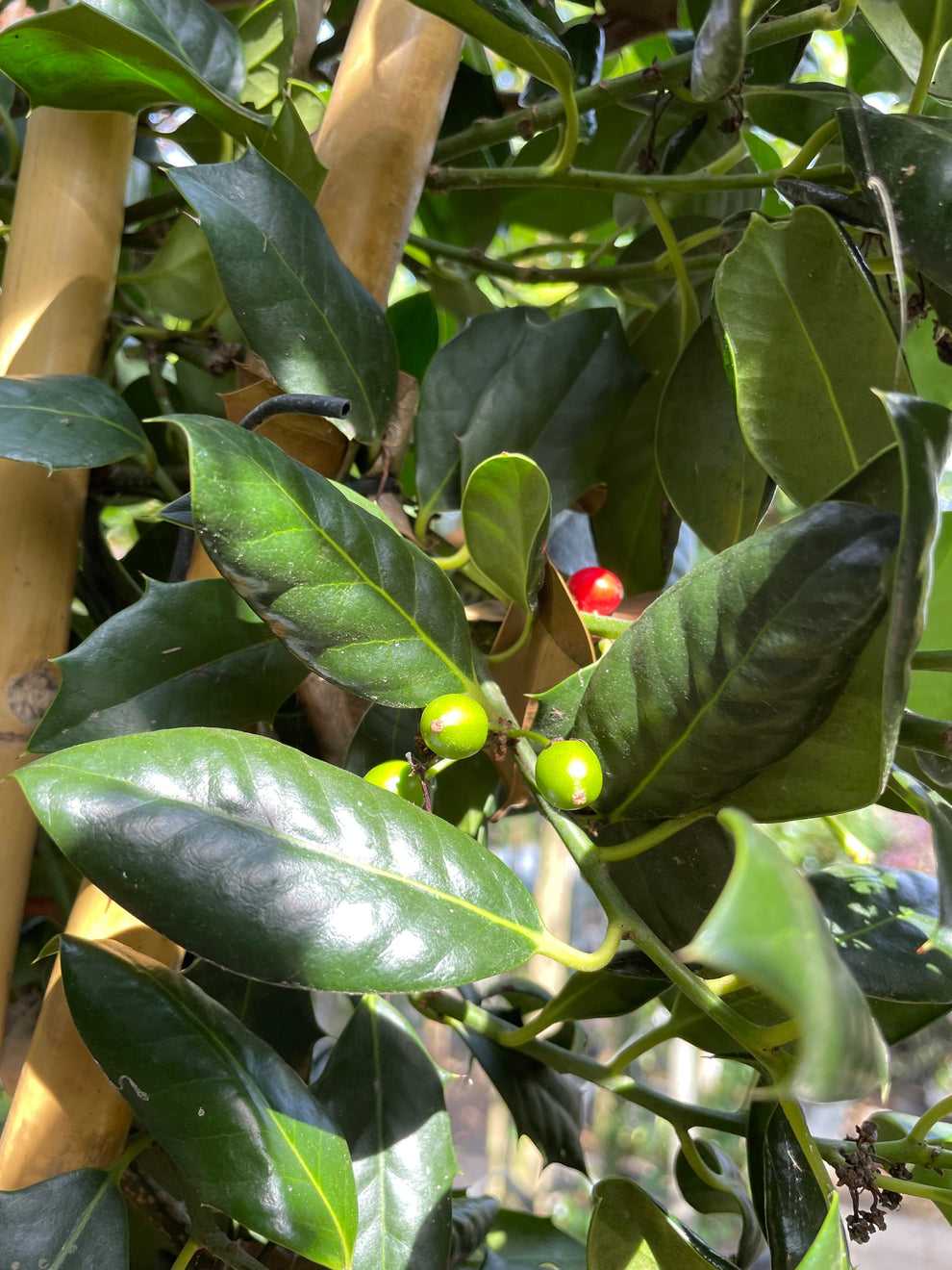 Ilex - Nellie R Stevens - Standard Tree - 2-4cm girth ~ 2.2-2.4 ~ 7.5L ...