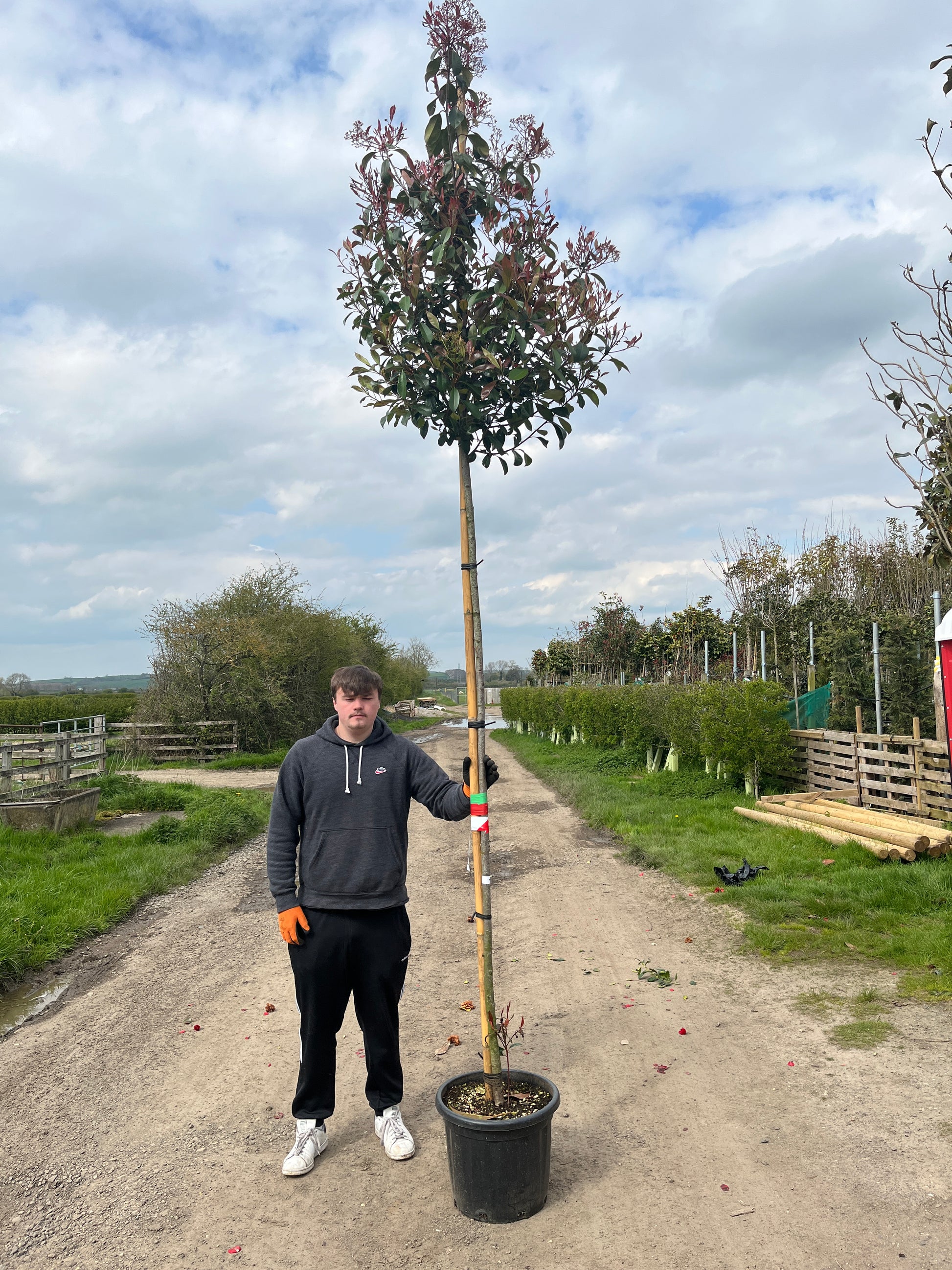 Red Robin - Standard Trees (180-200cm clear stem) – H&C's Trees