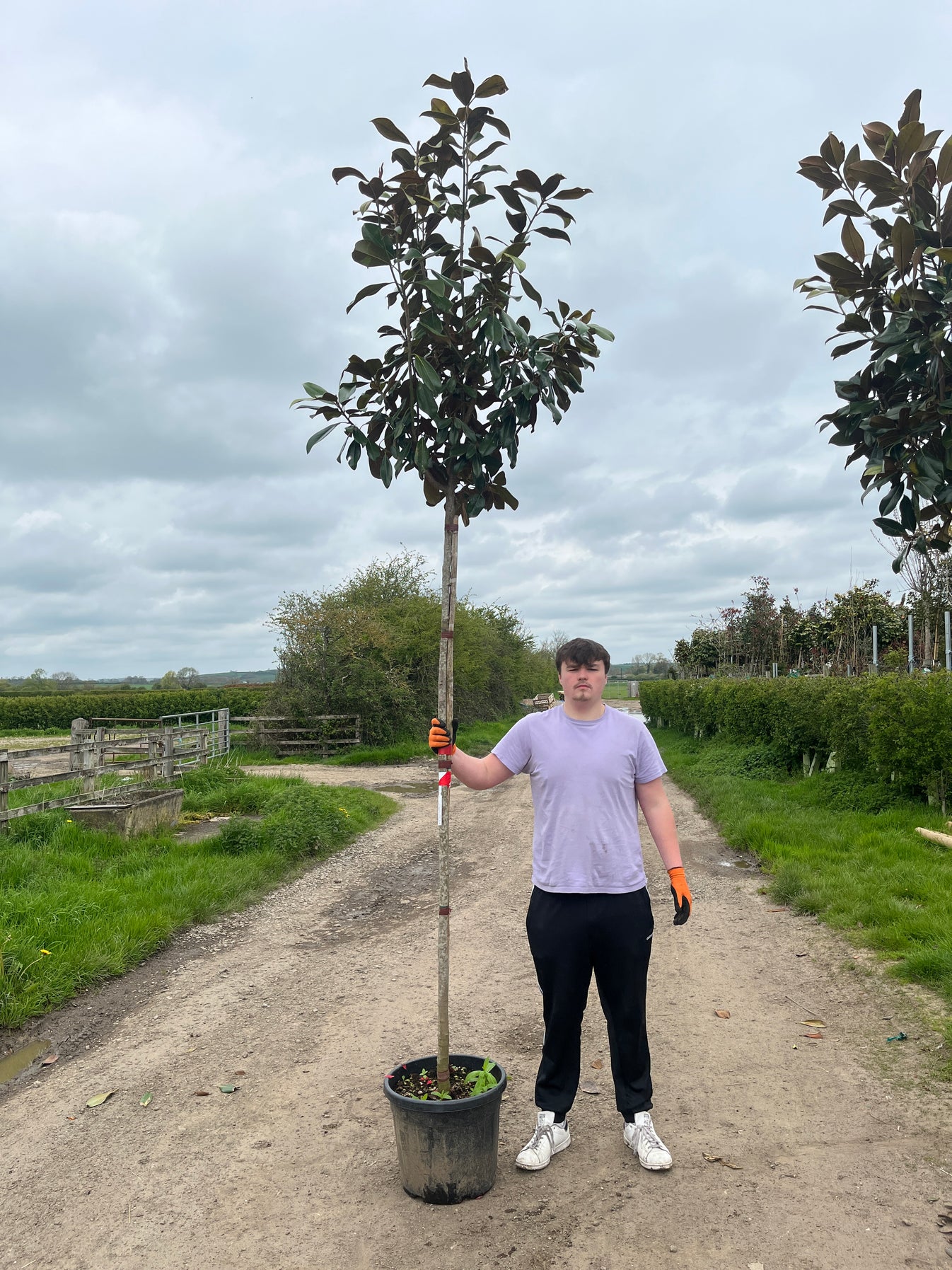 Magnolia Grandiflora - Standard Trees (180-200cm clear stem) – H&C's Trees