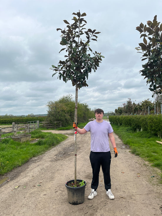 Magnolia Grandiflora - Standard Trees – H&C's Trees