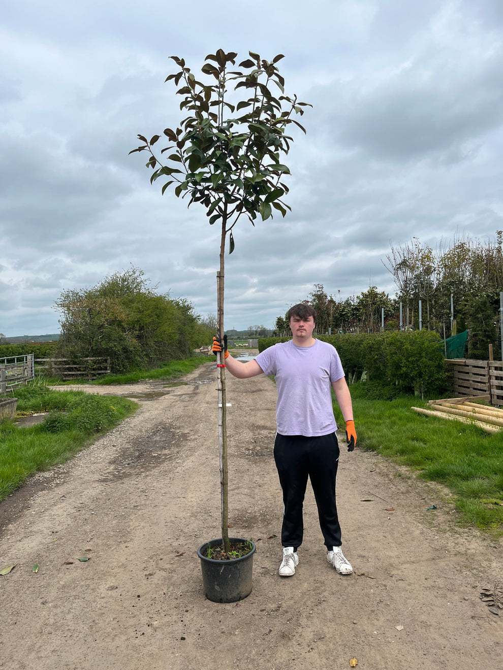 Magnolia Grandiflora - Standard Trees (180-200cm clear stem) – H&C's Trees