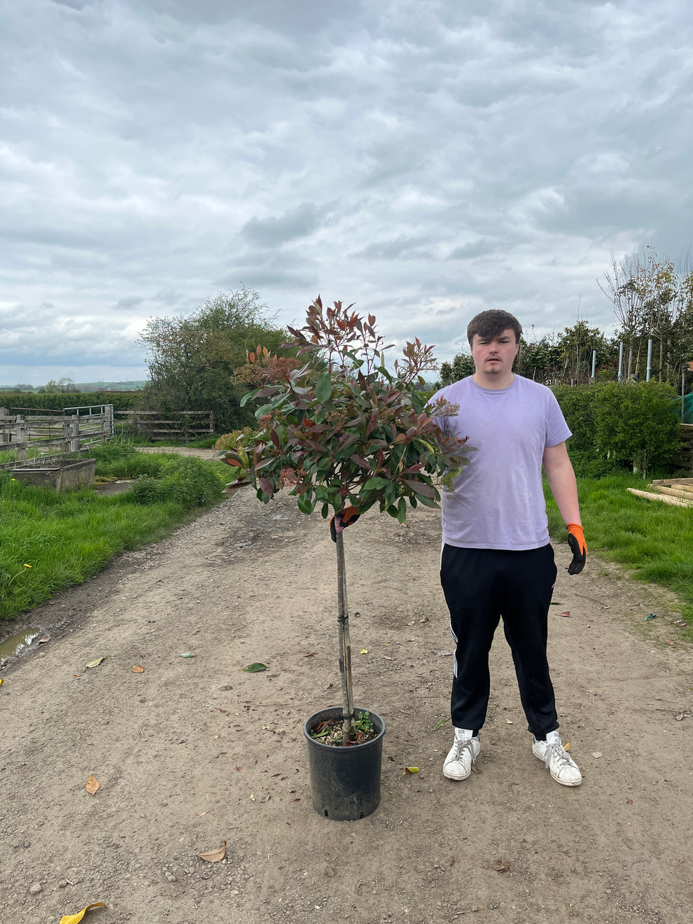 Red Robin - 1/2 Standard Trees (90-110cm clear stem) - 4-6cm stem girth ...