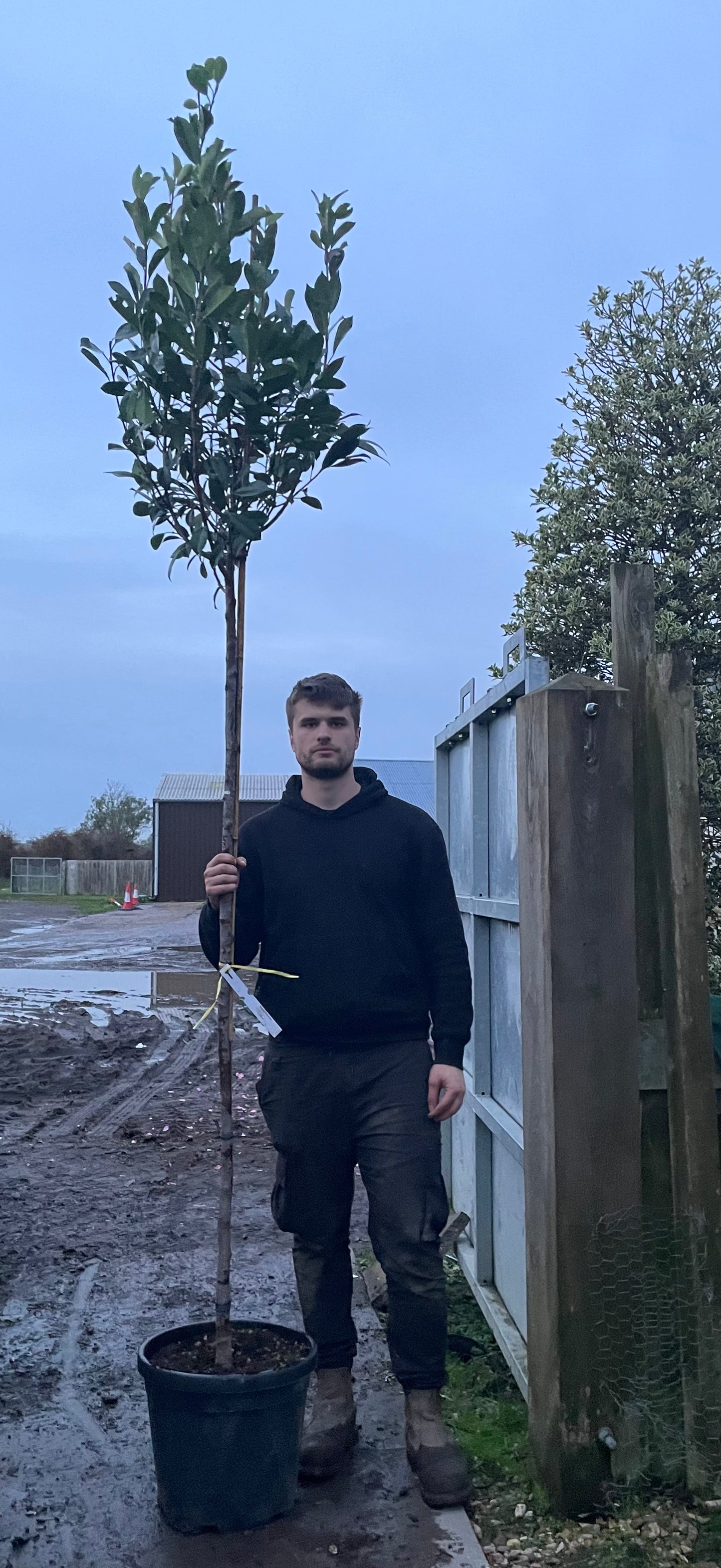 Red Robin - Standard Trees (180-200cm clear stem) – H&C's Trees