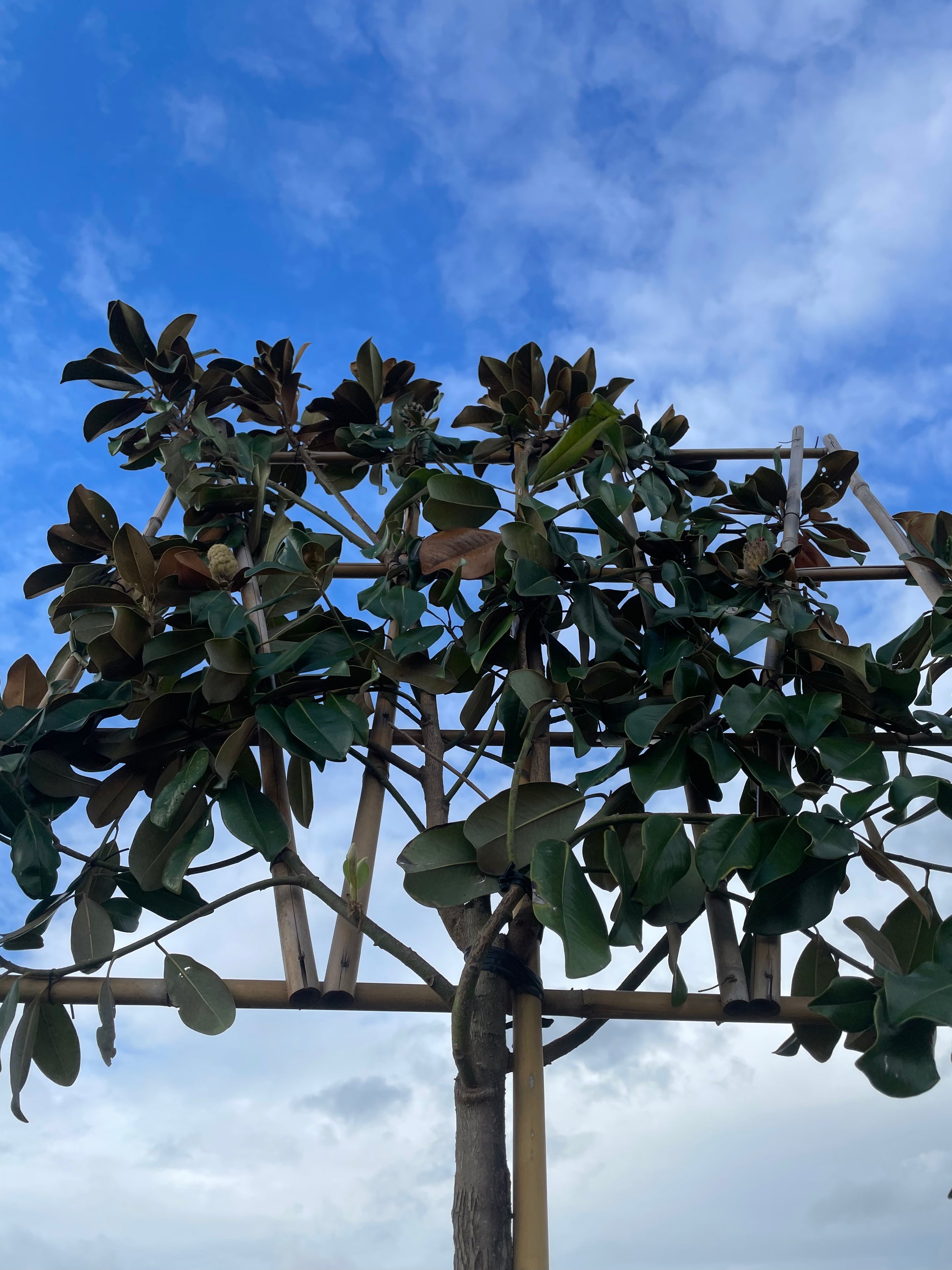 Pleached magnolia - Magnolia grandiflora – H&C's Trees