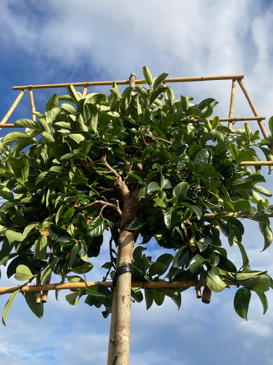 Pleached Trees | Pleached Tree Supplier | Buy Pleached Trees – H&C's Trees