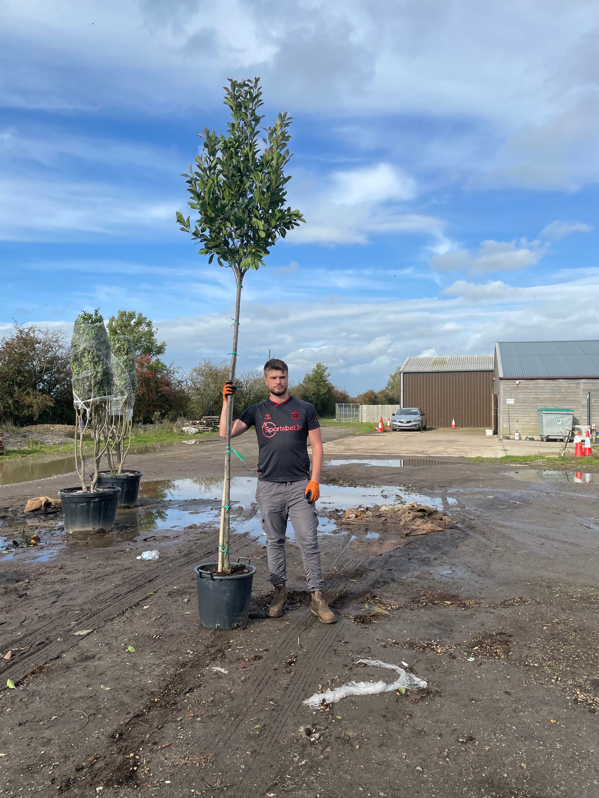 Red Robin - Standard Trees (180-200cm clear stem) – H&C's Trees