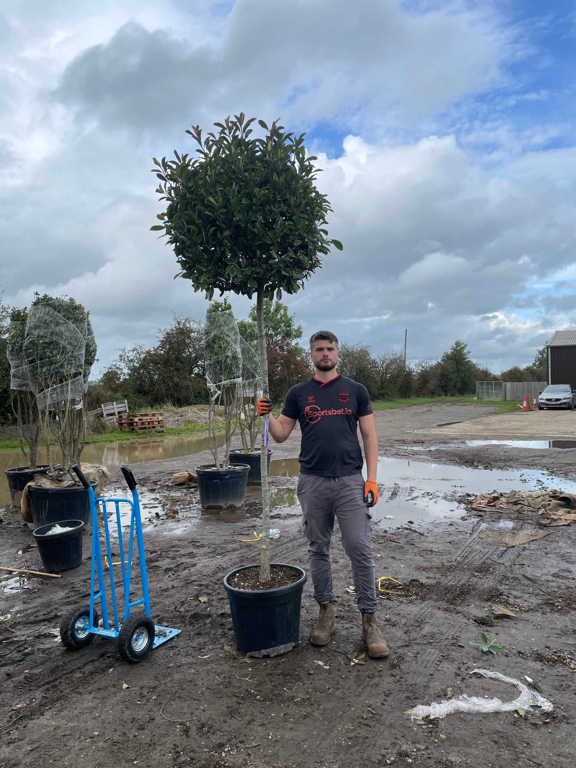 Red Robin - Full Standard Trees - Lollipop head – H&C's Trees