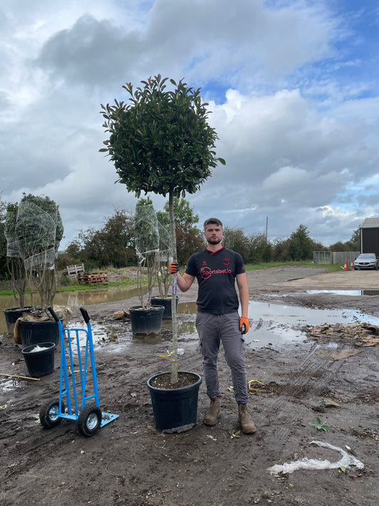Full Standard Trees | Mature Trees For Sale - Buy Online - H&C's Trees