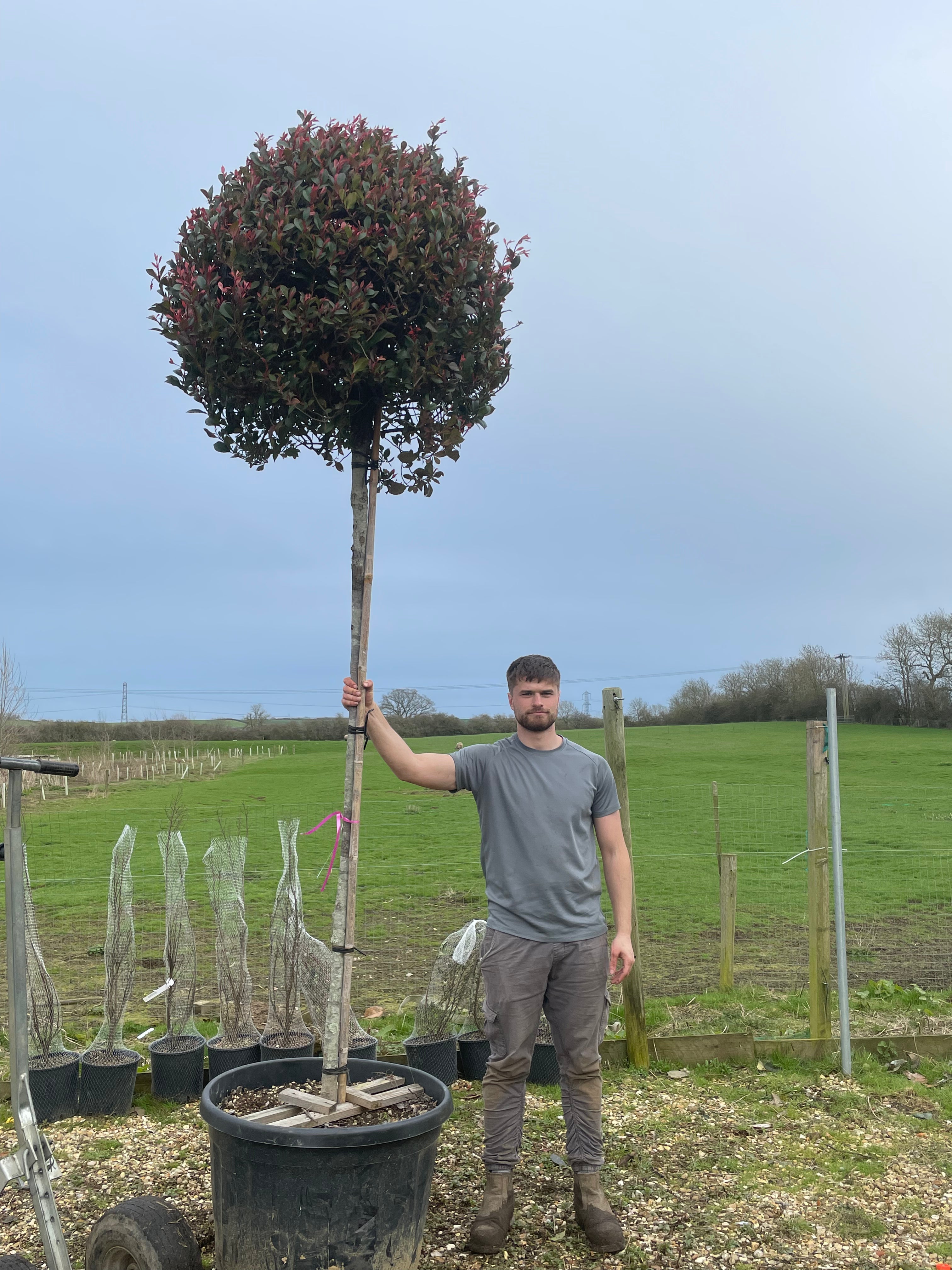 Red Robin - Full Standard Trees - Lollipop head – H&C's Trees