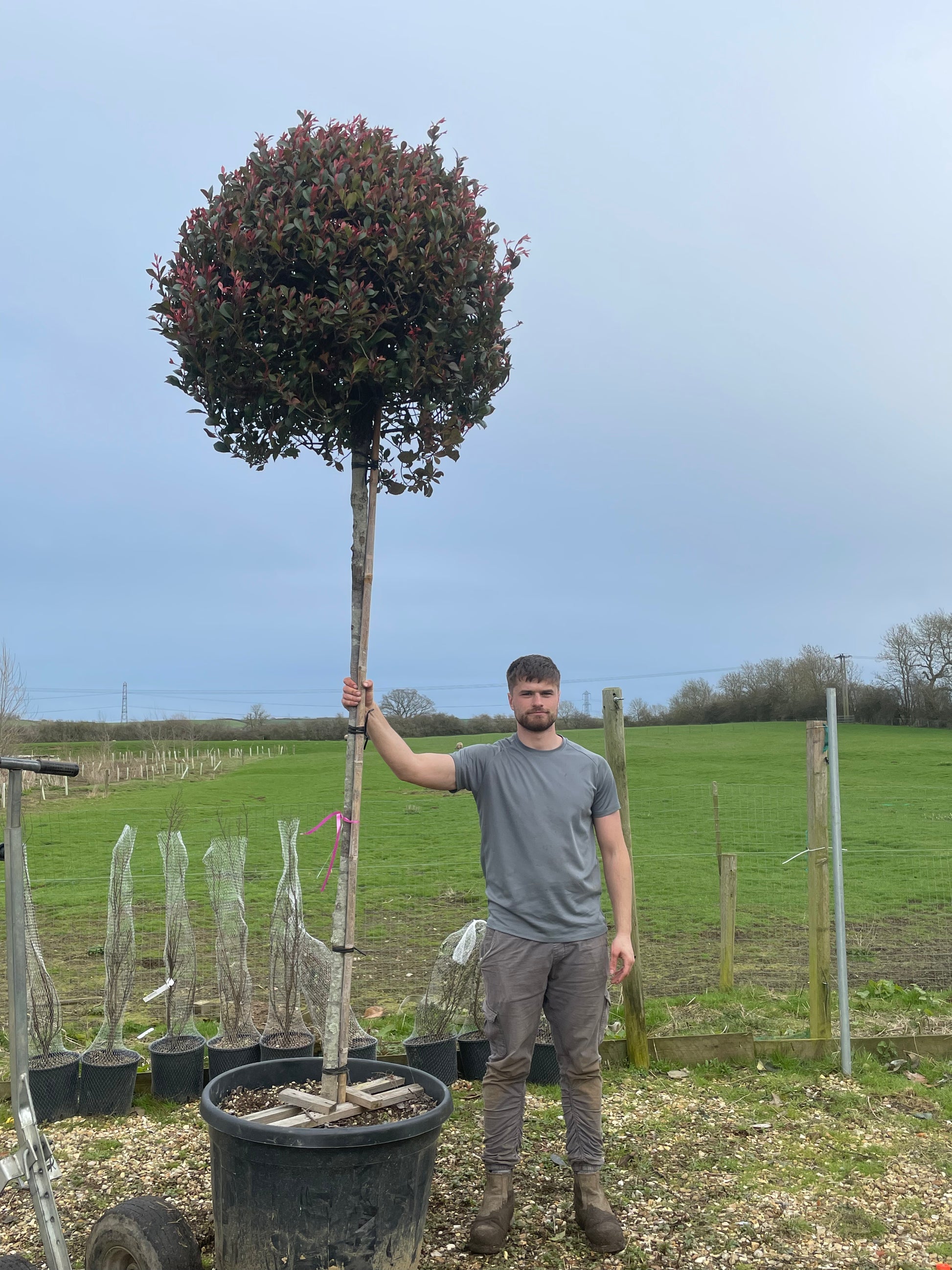 Red Robin - Full Standard Trees - Lollipop head – H&C's Trees