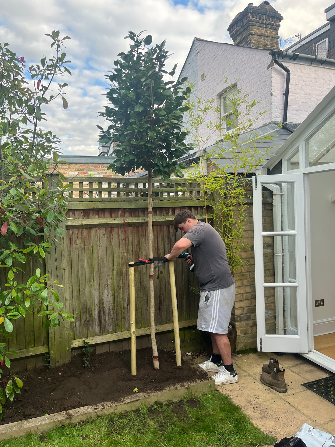 Camellia japonica 'snowball' Standard trees - H&C's Trees