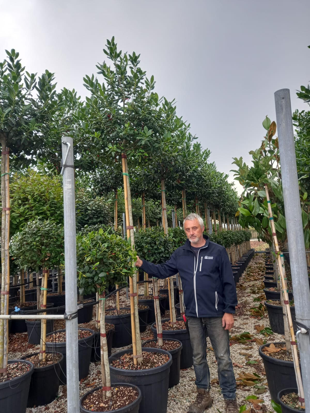 Ilex - Nellie R Stevens - Standard Tree (180-190cm clear stem) - H&C's ...
